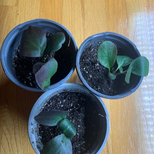 2 Live Coreopsis Verticillata 'zesty Zinger Threadleaf Coreopsis ...