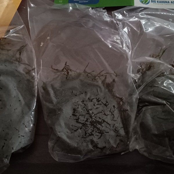 BUY2GET1FREE Java Moss, Bogor Moss Aquarium Plant | Easy Aquarium Plant ...