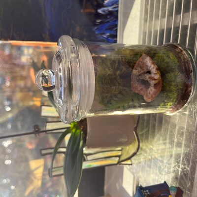 Island Oasis Terrarium With Live Plants - Etsy