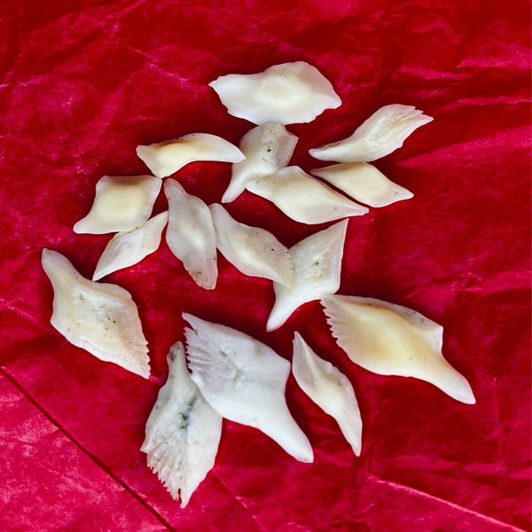 20 White (ivory Color) Alligator Gar Scales - Bony Crystalline Mineral ...