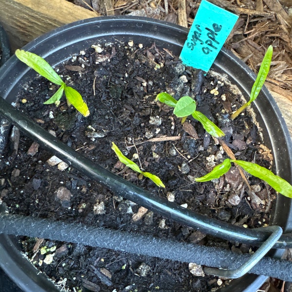 10 SEEDS Sapote Sapodilla Nispero Manilkara Zapota Chiku Makok Tropical ...