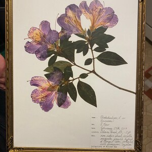 Azalea Print Set Mothers Day Gift Dried Flower Art Floral Wall Art ...