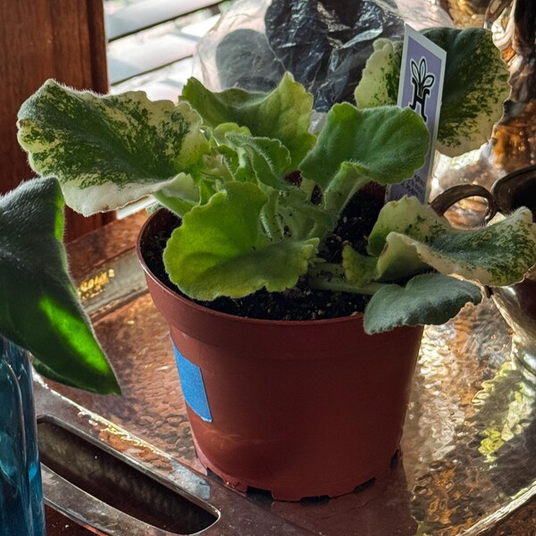 Mussaenda Plant White Flower in 6” Nursery Pot - Not in Bloom - Etsy