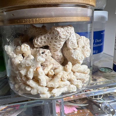 FLORIDA COMMON AUGER Cone Sea Shells 10-100pcs Wedding Craft Beach ...