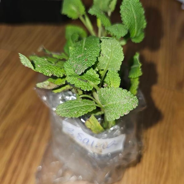 3 Salvia Nemorosa 'bumbleberry' Live Perennial Plants. Stunning Colors ...