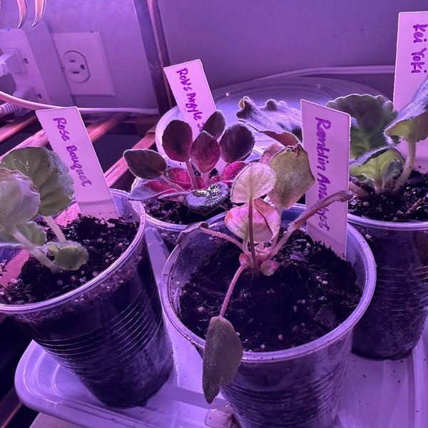 Kei Yoki African Violet Starter Plant (ALL PLANTS Require You to ...