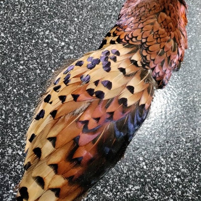 50 Bobwhite Quail Body Feathers 3/4 to 1 3/4 - Etsy