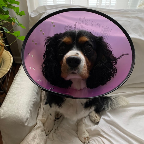 THE HANDSOME BEASTS - Beastiality Lp 1981 Original Vintage Vinyl Record ...