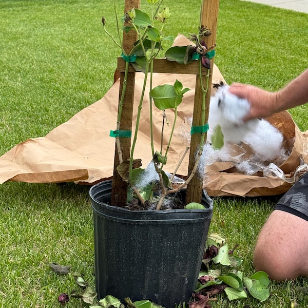 Jatropha Integerrima Red Peregrina Spicy Jatropha Standard Tree Form 10 ...