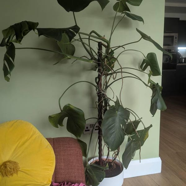 Wavy Plant Pole 100cm + Stability Fork / Wiggly Pole Support for Indoor ...