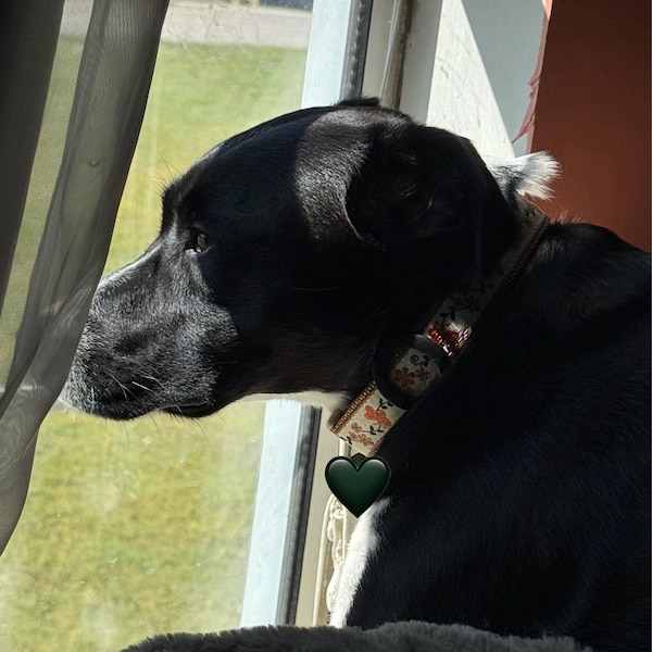 Brown Moth Dog Collar Dog Leash or Dog Harness Copper Dog Collar Boy or ...