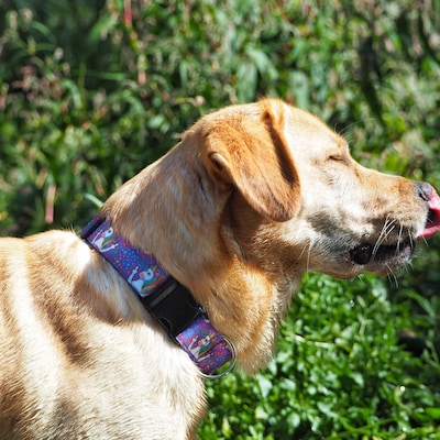 Dog Collar/fresh Out of Fus Dog Collar/ Flower Dog Collar/ Cussing Dog ...