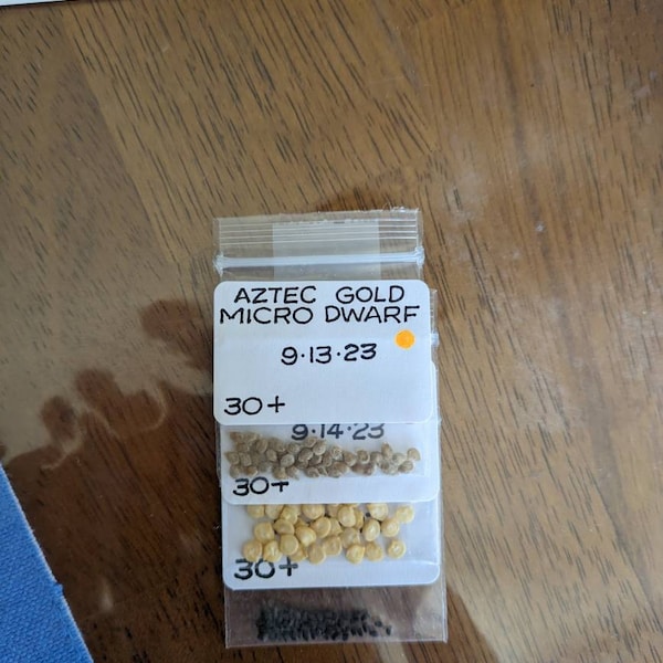 Aztec Gold Micro Dwarf Tomato 30+ Fresh Seeds for 2026 - Etsy
