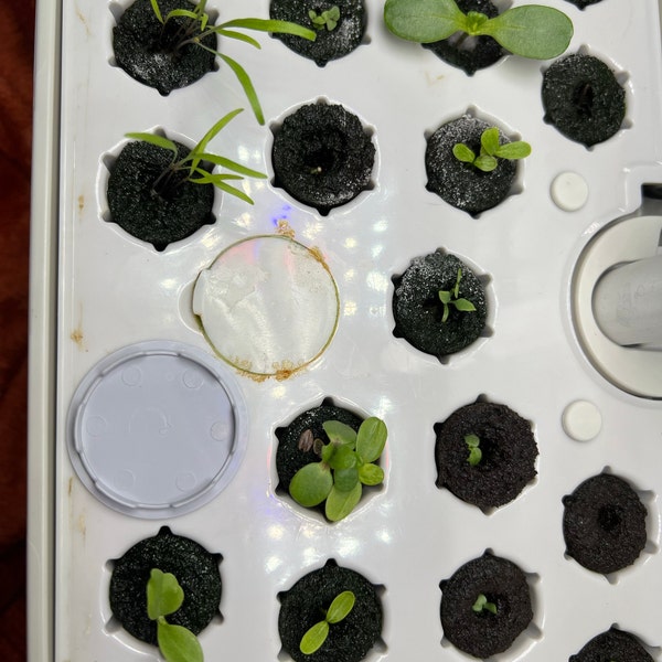 50 Zinnia Button Box Mix Seeds - Etsy