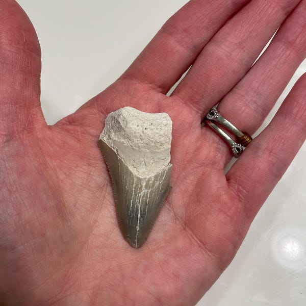 Broken Megalodon Shark Tooth - Etsy