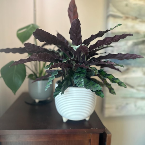 Mican Philodendron Velvet Leaf Philo Indoor & Outdoor Live Tropical ...