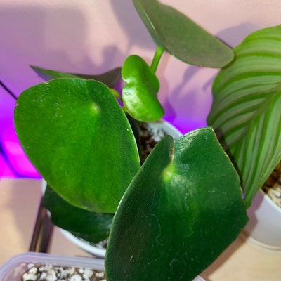 Peperomia Polybotrya Peperomia Raindrop Live Plant Rare - Etsy