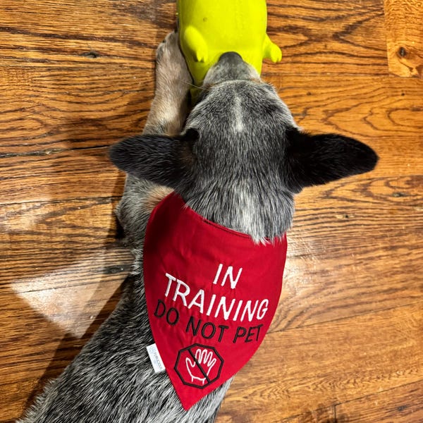 Dog Rescue Patch 3 Inch Round Patch Embroidered Rescue Dog Patch ...