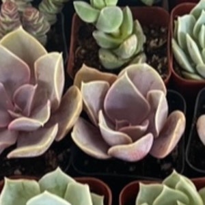 Moonglow 2 Inch Crassula Live Succulent Plant Indoor Plant House Plant ...