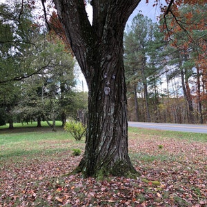 Mr. Grumpy Stump Tree Face Fun Birthday Gifts Made in - Etsy Canada