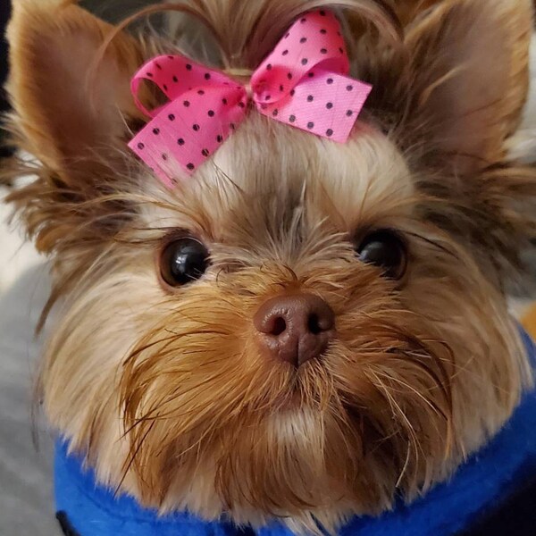 Small Dog Bows 50 Top Quality Grosgrain Ribbon Solid Colored Dog ...