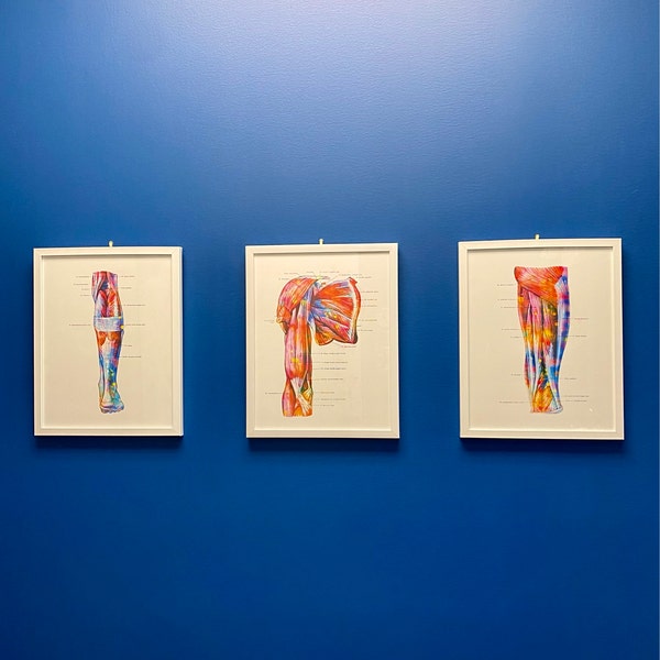 Human Muscular System Anatomy Posters Muscles Structure Print ...