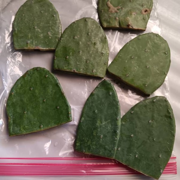 6+ Spineless Thornless Edible Nopales Prickly Pear Cactus Pads - Young ...