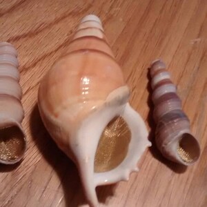 The Magic Conch Mini Size Caramel by Shellpipe free Pipe & Screens W ...
