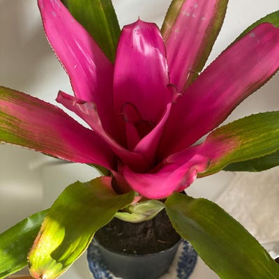Bromeliad Vriesea Red Chestnut 6 Pot - Etsy