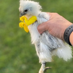 3D Printed Chicken Arms Velociraptor T-rex Dinosaur Arms - Etsy