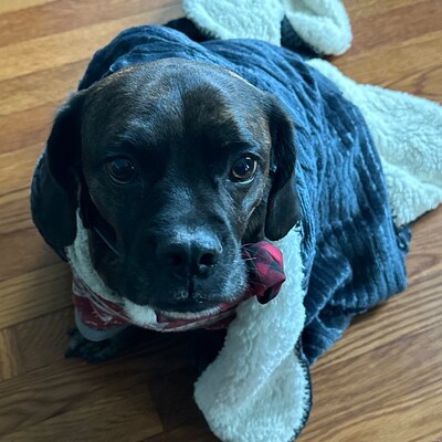 Sustainable Fire Hydrant Canvas & Jute Chew Toy for Dogs - Etsy