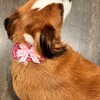 Dog Ruffle Collar, Budding Blooms Dog Scrunchie Collar With Pink ...