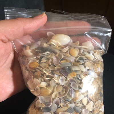 Shell Bits & Pieces Shards Beach Sand Tiny Little Shells for DIY Crafts ...