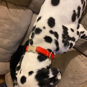 The Vera Bling Biothane® Collar Beta Biothane® Collar Gemstone Collar ...