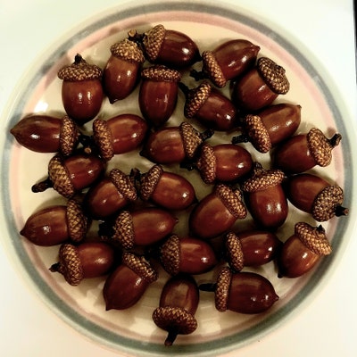 JUMBO Acorns Real Acorns Extra Large Real Acorns Natural Acorns Large ...