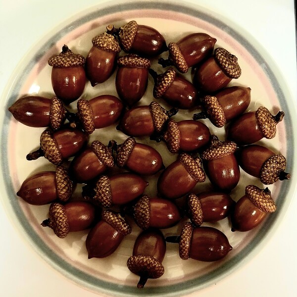 JUMBO Acorns Real Acorns Extra Large Real Acorns Natural Acorns Large ...