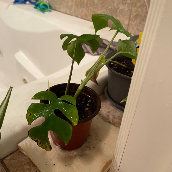 Felt Doll Sewing Kit 5 Cute Little Monsters Sew It Yourself Arts and ...