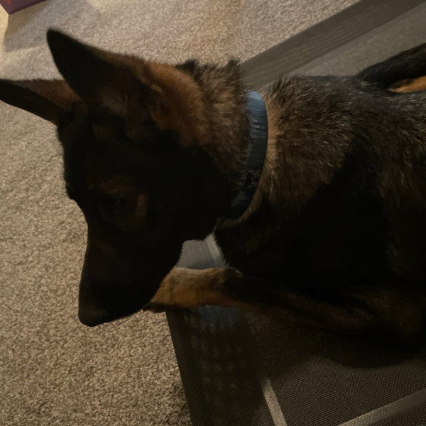 Artic White Aslan, Custom Dog Collar, Spiked Leather Collar, Name ...