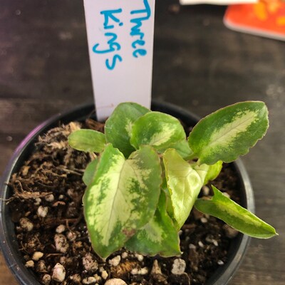 Syngonium Three Kings Starter Plant ALL STARTER PLANTS Require You to ...