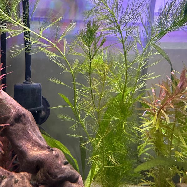 Narrow Leaf Anacharis, Egeria Najas, Live Aquarium/aquatic/background ...