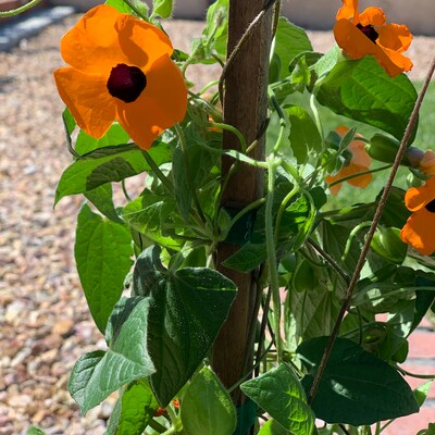Amber Stripes Thunbergia Alata Vine Live Plant Ship in 6 Pot - Etsy