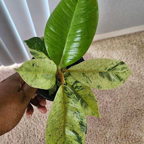 Ficus Shivereana Moonshine Rubber Tree Live Rare House Plant Indoors - Etsy