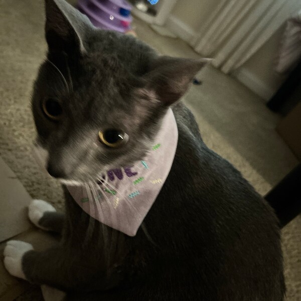 Personalized Dog Bandana Birthday Girl Bandanna for 1st Birthday ...