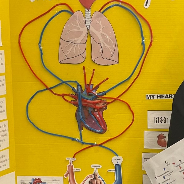 Heart Anatomy Printable Activity, Human Body Game, About Me, Heart ...