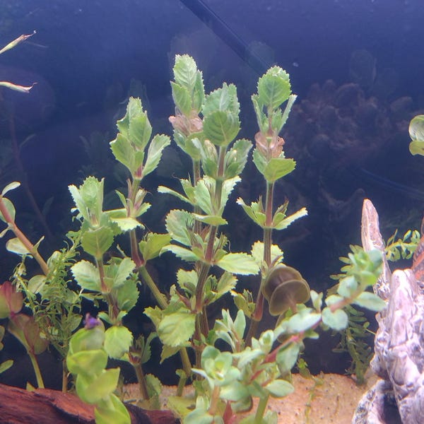 Fully RED Plants With Pogostemon Helferi Downoi, Bundle, pearlingplants ...