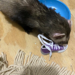 Ferret Emergency Chart and Health Medical Kit List Laminated Quick ...