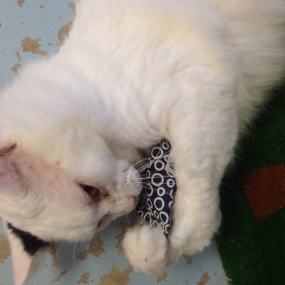 Cat Fin 5 Pack FIVE 5 Cheerful Assorted Cat Pyramid Toys Organic Catnip ...