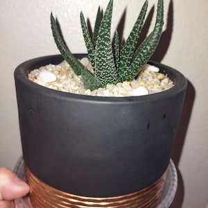 Striped Polaskia Chichipe Cactus Rare Succulent Live Cacti | Etsy