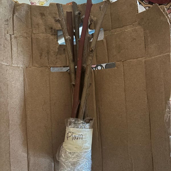 5 Fresh Damson Plum Cuttings • Unrooted Prunus Wood for Propagation ...
