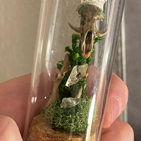 Crown Bone Jar Terrarium Rodent Skull and Bones Natural Stones - Etsy